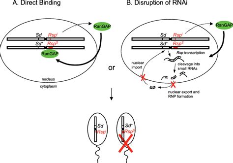 Two Models For The Role Of Responder Rsp In Segregation Distortion Download Scientific