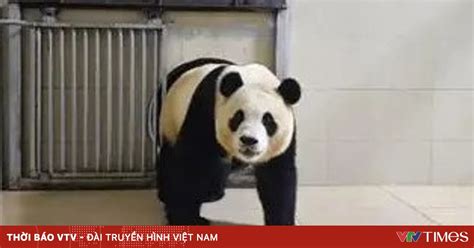 Công Chúa Gấu Trúc” Fubao Lần đầu Xuất Hiện Sau Khi được Hàng Ngàn