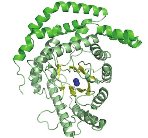 Fig S2 Overall Subunit Structure And Homo Tetramer Structure A The