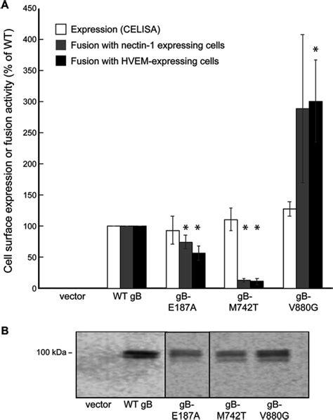 Herpes Simplex Virus Glycoprotein B Mutations Define Structural Sites In Domain I The Membrane