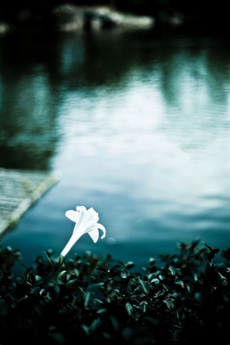 Flower Ganref