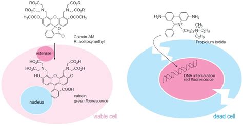 Cell Double Staining Cellstain Double Staining Kit Dojindo