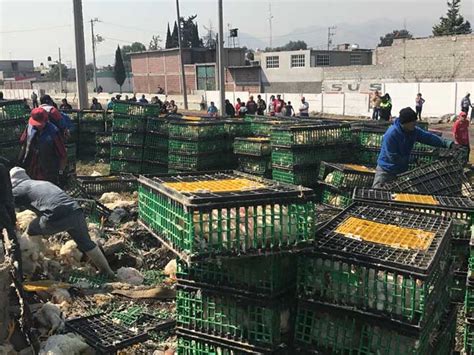 Pollos Quedan Regados En Circuito Exterior Mexiquense