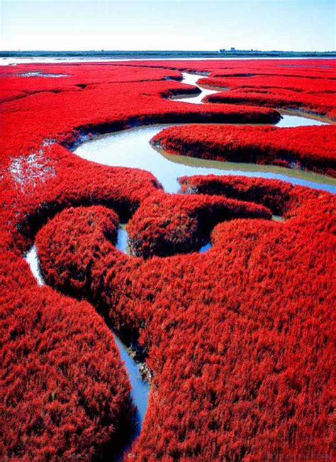 Red Beach In Panjin Liaoning China。中国辽宁盘锦红海滩，坐落在120万余亩的苇海湿地内。这里是丹顶鹤繁殖