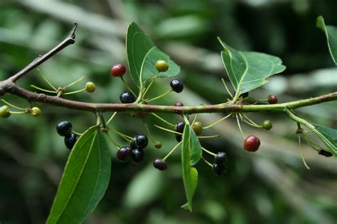 گیاهان تیره خانواده Goupiaceae سایت گل و گیاه نارگیل