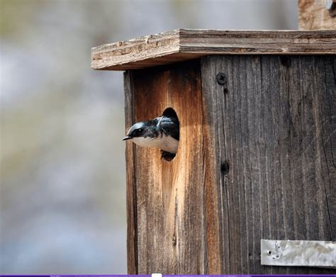 5 Gestes Pour Protéger La Biodiversité Chez Soi