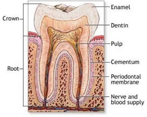 Endodontics Root Canal Therapy In Surat Id 6834064088