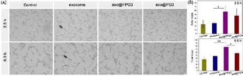 A Representative Images Of The Tube Formation Assay In Huvecs Treated