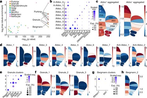 a transcriptomic atlas of mouse cerebellar cortex comprehensively