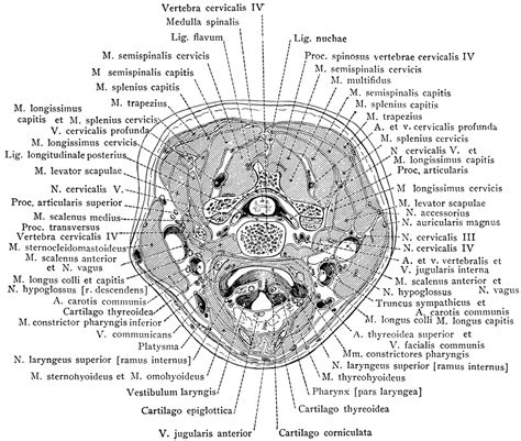 Cross Section Of Neck Through The Larynx Clipart Etc