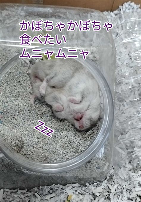 かぼちゃのために早起き 農園ときどき猫 楽天ブログ