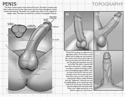 another penis tutorial by ktora hentai foundry