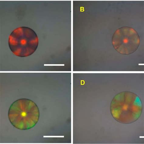 Different Kinds Of Microparticles Viewed Under A Scanning Electron