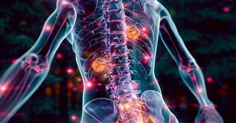 Médula Espinal Capaz De Actuar Sin El Cerebro