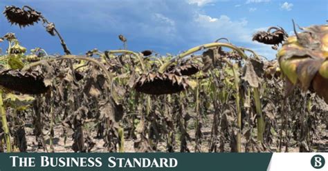 Argentine Firms Warn Of 20b Hit As Drought Frost Hits Crops The