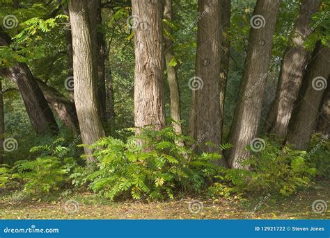 Tree Trunks Background Shades Of Grey Royalty Free Stock Image 167780710