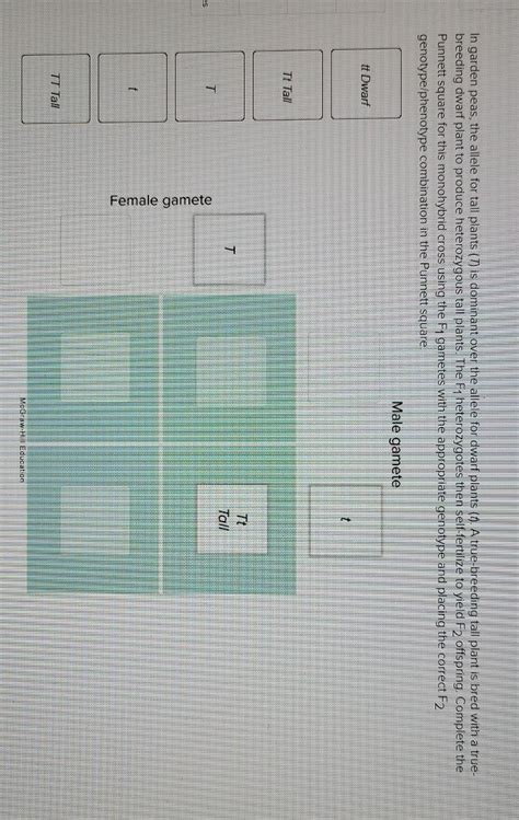 Solved In Garden Peas The Allele For Tall Plants 7 Is