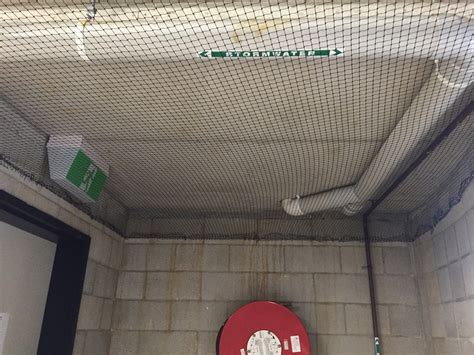 Bird Poison Is Inhumane Bird Netting Is A Better Solution