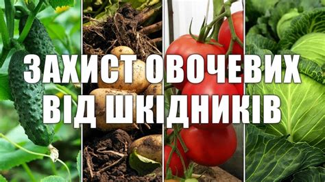 Шкідники овочевих культур Кращий біоінсектицид для овочів Youtube