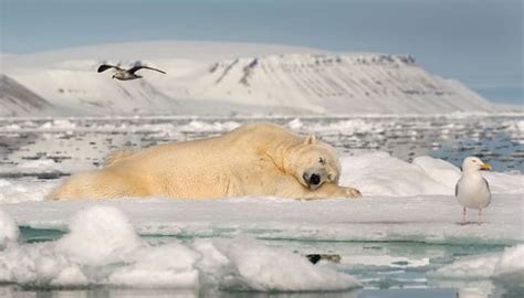 다 녹아 흔적도 찾기 힘든 빙하들 사이서 깨진 얼음 조각 위에 누워 잠든 북극곰