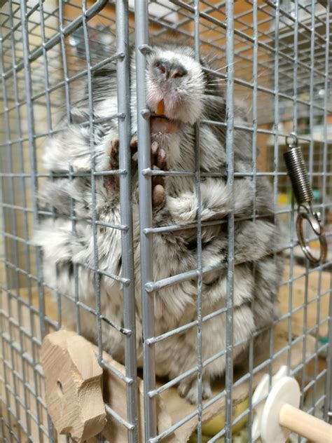 チンチラの楽な格好 漁師の徒然なるブログ