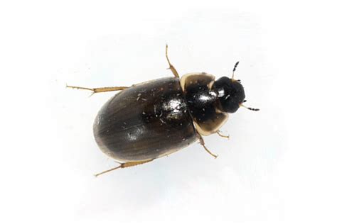 Water Scavenger Beetle Eek Wi