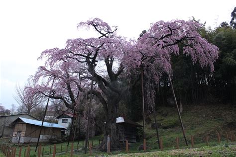 紅枝垂地蔵ザクラ 郡山市中田町 有香西園ブログ Kouzaiびより