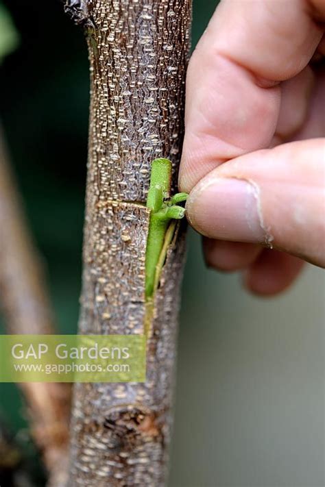 Budding