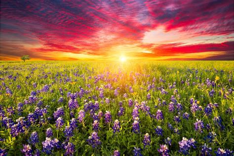 45 Common Types Of Maine Wildflowers Including Photos Mich Wildflowers