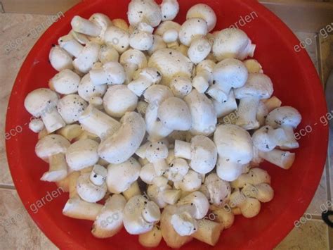 Grzybnia Pieczarki XXL 3 Faza 13365435251 Allegro Pl