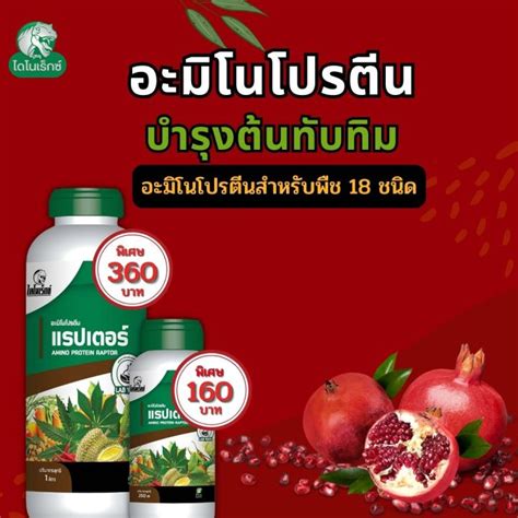 ทับทิม โตไว ใบเขียว ผลใหญ่ แข็งแรง ผลผลิตดี อะมิโนโปรตีนจำเป็นสำหรับพืช
