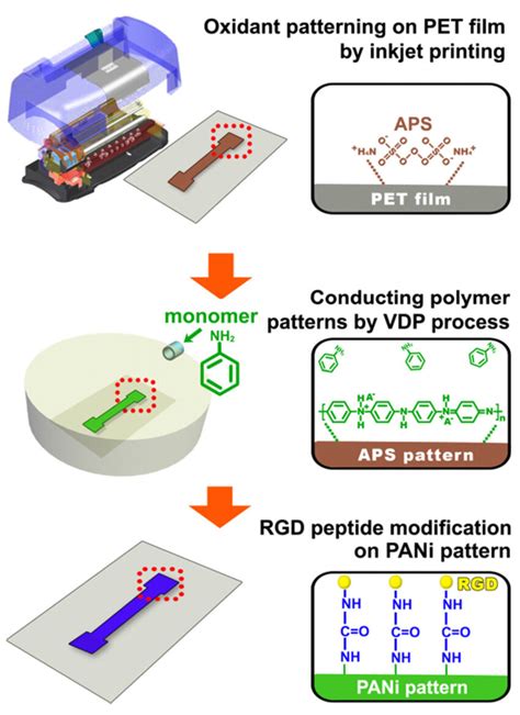 schematic illustration of strategy for selective cell patterning via