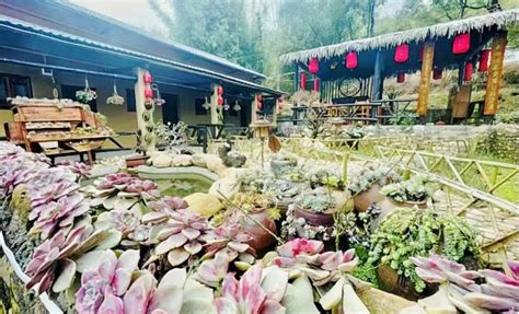 “美丽庭院”绿美示范点勾勒小坑绿美乡村画卷小坑镇工作建设