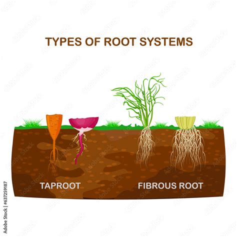 Types Of Root Systems Of Plantsmonocots And Dicots In Soil In Cut