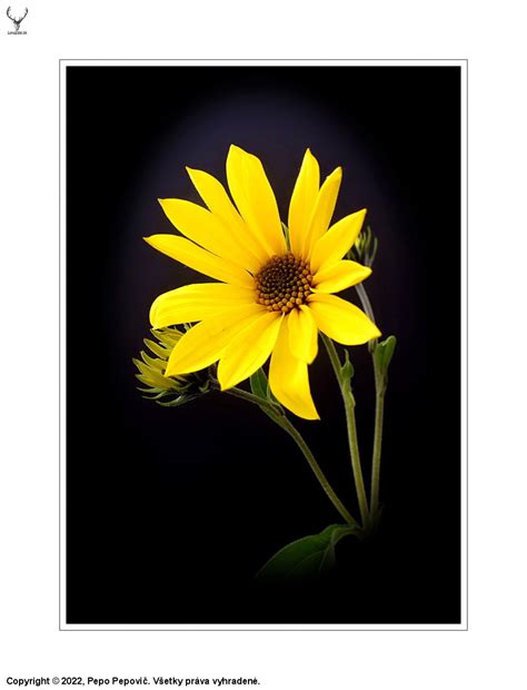 Slnečnica Hľuznatá Poľovnícka Fotografia Fotka Poľovnícke Foto 381860 Lovuzdarsk By Doduin