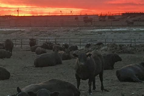 Markets Fed Cattle Inch Higher Feeder Cattle Softer