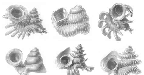 Species New To Science Invertebrate 2003 Sexual Selection On Land Snail Shell Ornamentation