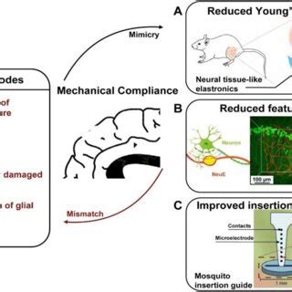 18 Bioelectronic Neural Interfaces Inspired By The Mechanical Download Scientific Diagram
