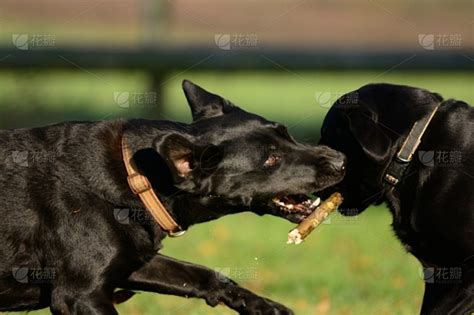 进行中狗园林两只动物黑色拉布拉多猎犬拉布拉多犬选择对焦水平画幅享乐