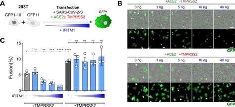 pqcxip gfp1 10 addgene inc bioz