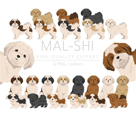 Maltese Shih Tzu Mix Clipart Bundle Mal Shi Puppies Clipart Designer