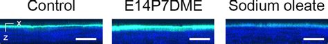 Effect Of E14p7dme On The Permeability Of A Water‐permeable Fluorescent