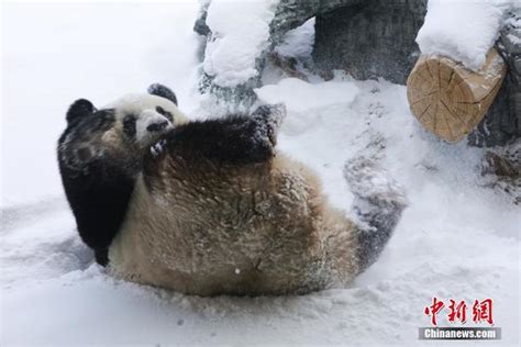 大熊猫“思嘉”雪中撒欢打滚儿萌态百出 大河网