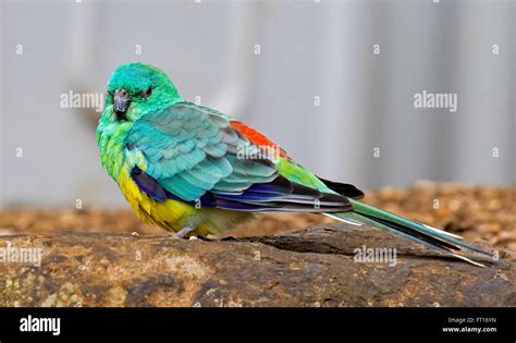 Red Rumped Parrot Stock Photo Alamy