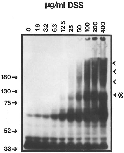 Cross Linking Of T2 Invariant Chain In Cell Membrane Homogenates