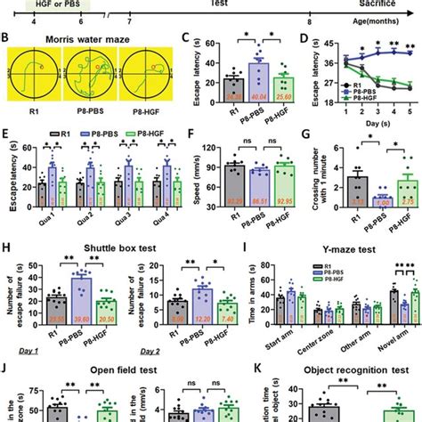 Hgf Improved Spatial Learning And Memory Ability In Samp8 Mice A