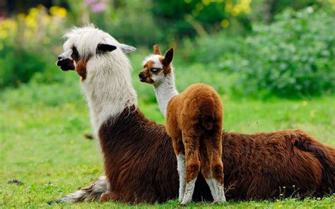 Alpacas en Perú Cusco MachuPicchu américa del sur