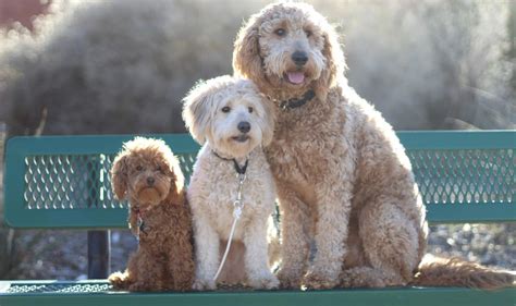 Desert Dawn Doodles Goldendoodle Goldendoodle F1b Puppies Desert