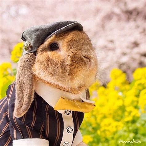 Impeccably Dressed Bunny Models The Tiny Dapper Outfits Made By His
