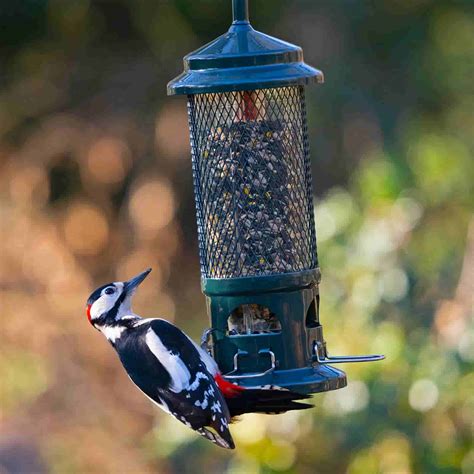 Seed Feeders From Living With Birds